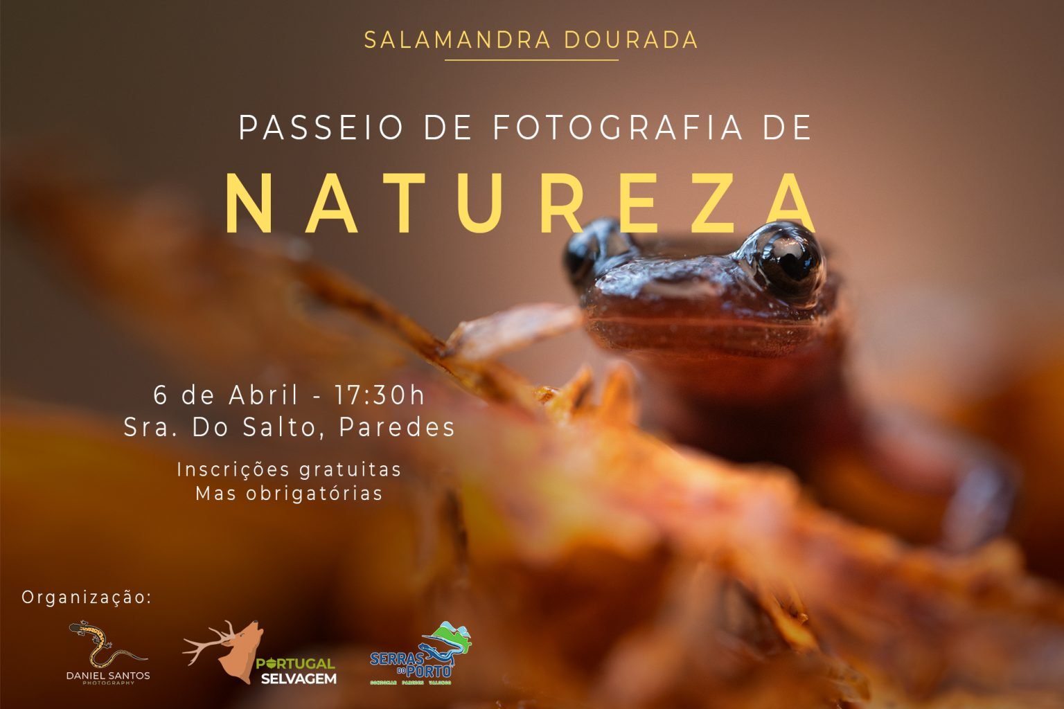 Passeio de Fotografia de natureza - Paredes - Golden Salamander