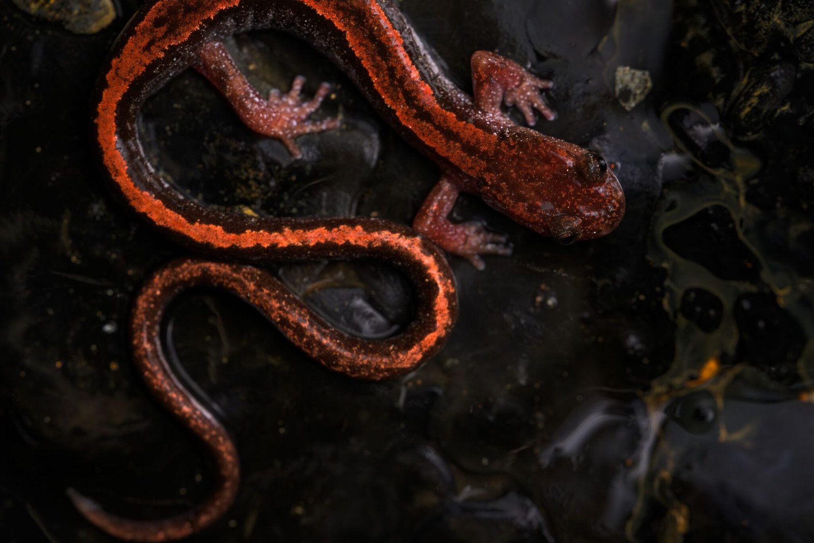 Início - Golden Salamander